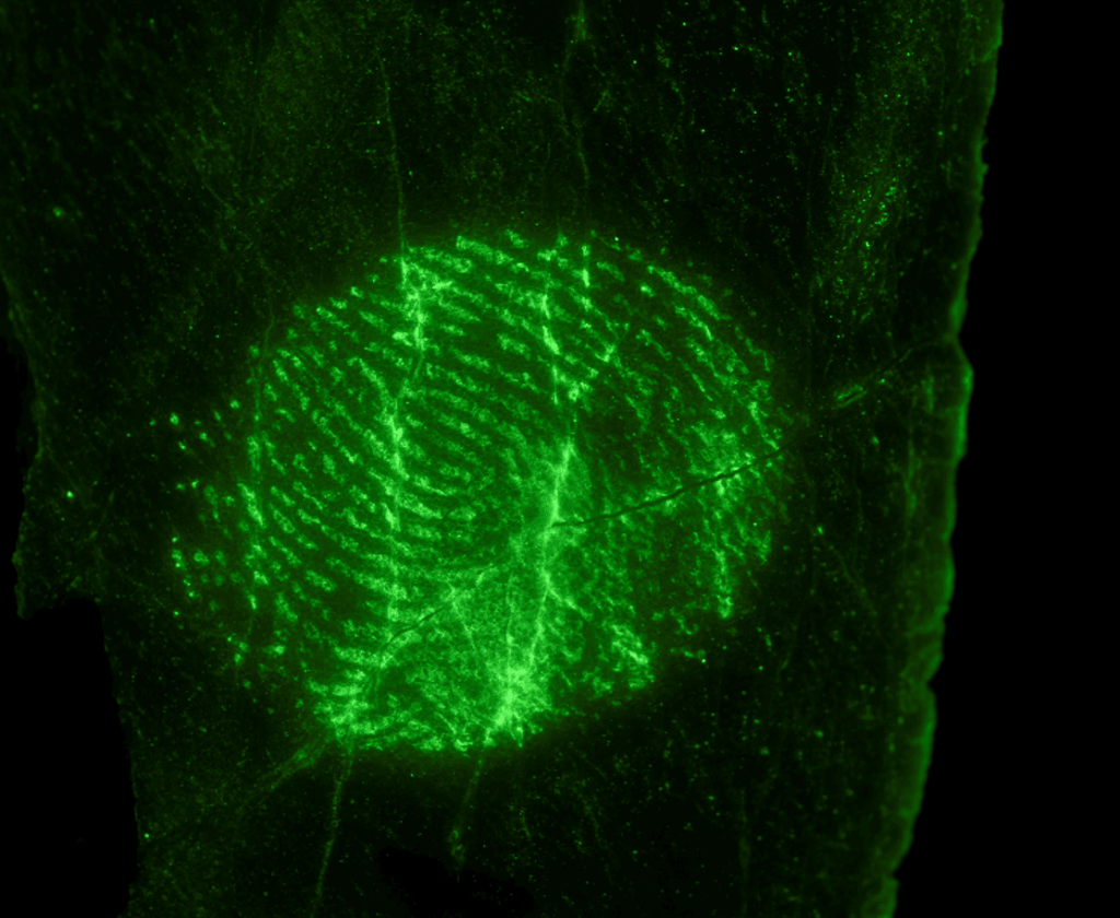 5 Essential Fingerprint Imaging Techniques